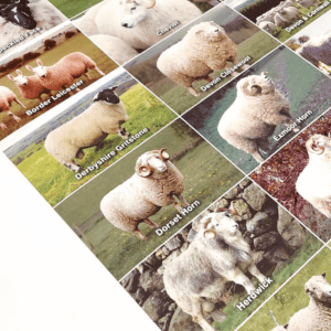 British Sheep Breeds Poster - British Wool