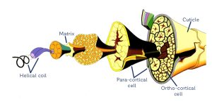 The structure of wool fibres - British Wool