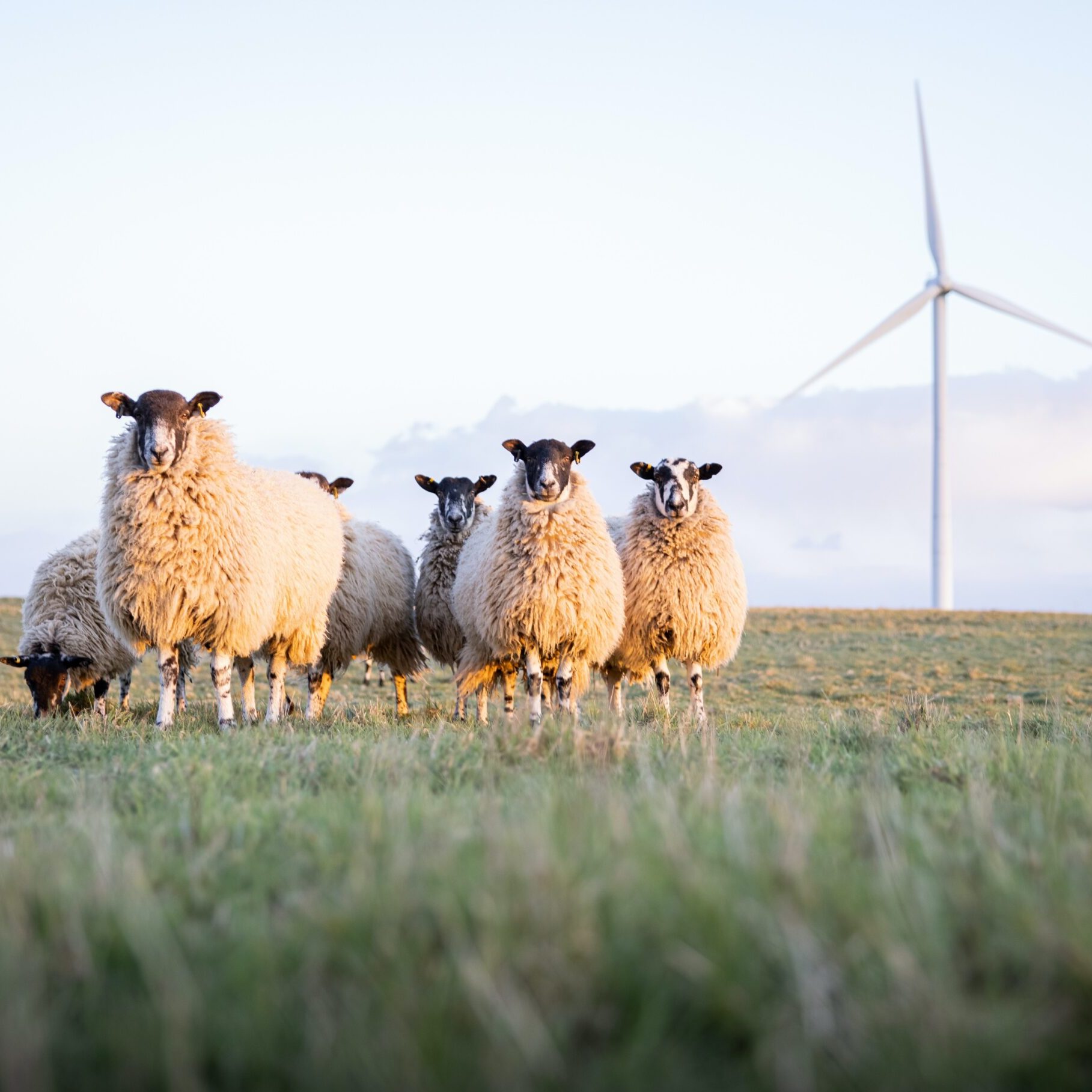 Sustainability - British Wool