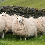 Why wool reigns superior - British Wool