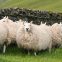 Why wool reigns superior - British Wool