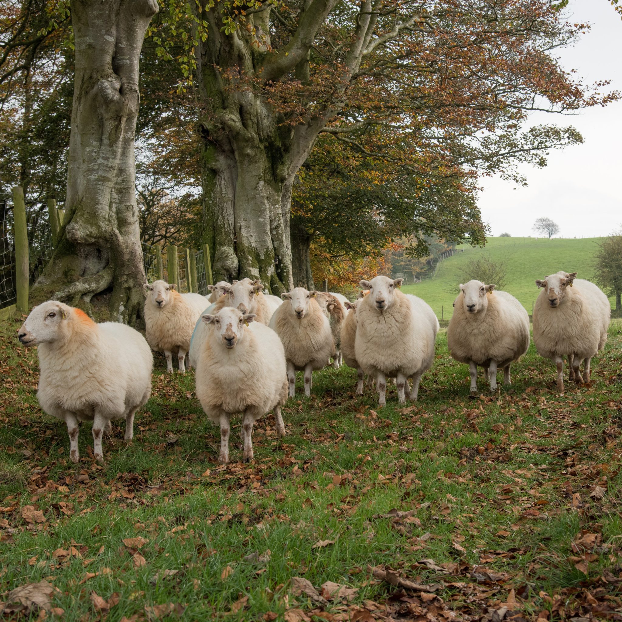 100% Pure Wool Insulation Packaging - British Wool