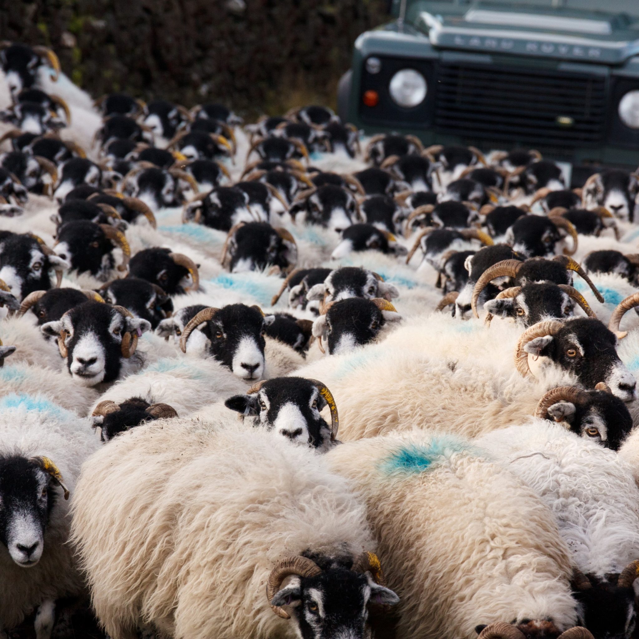 100% Pure Wool Insulation Packaging - British Wool