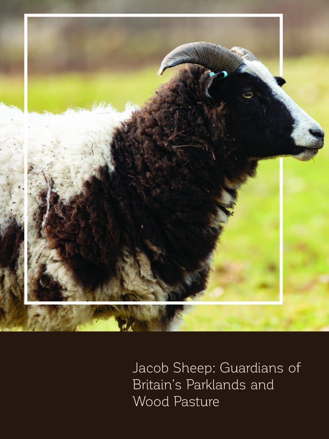 Jacob Sheep: Guardians of Britain’s Parklands and Wood Pasture ...