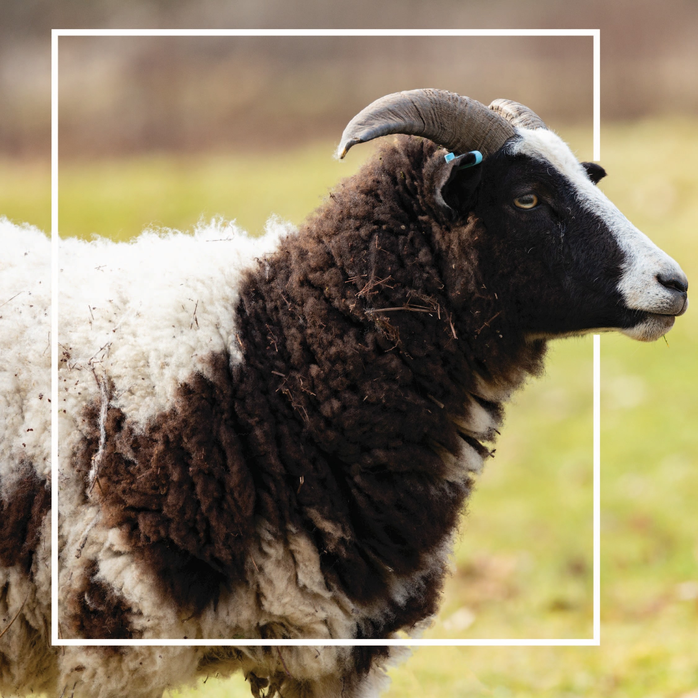 Jacob Sheep: Guardians of Britain’s Parklands and Wood Pasture ...
